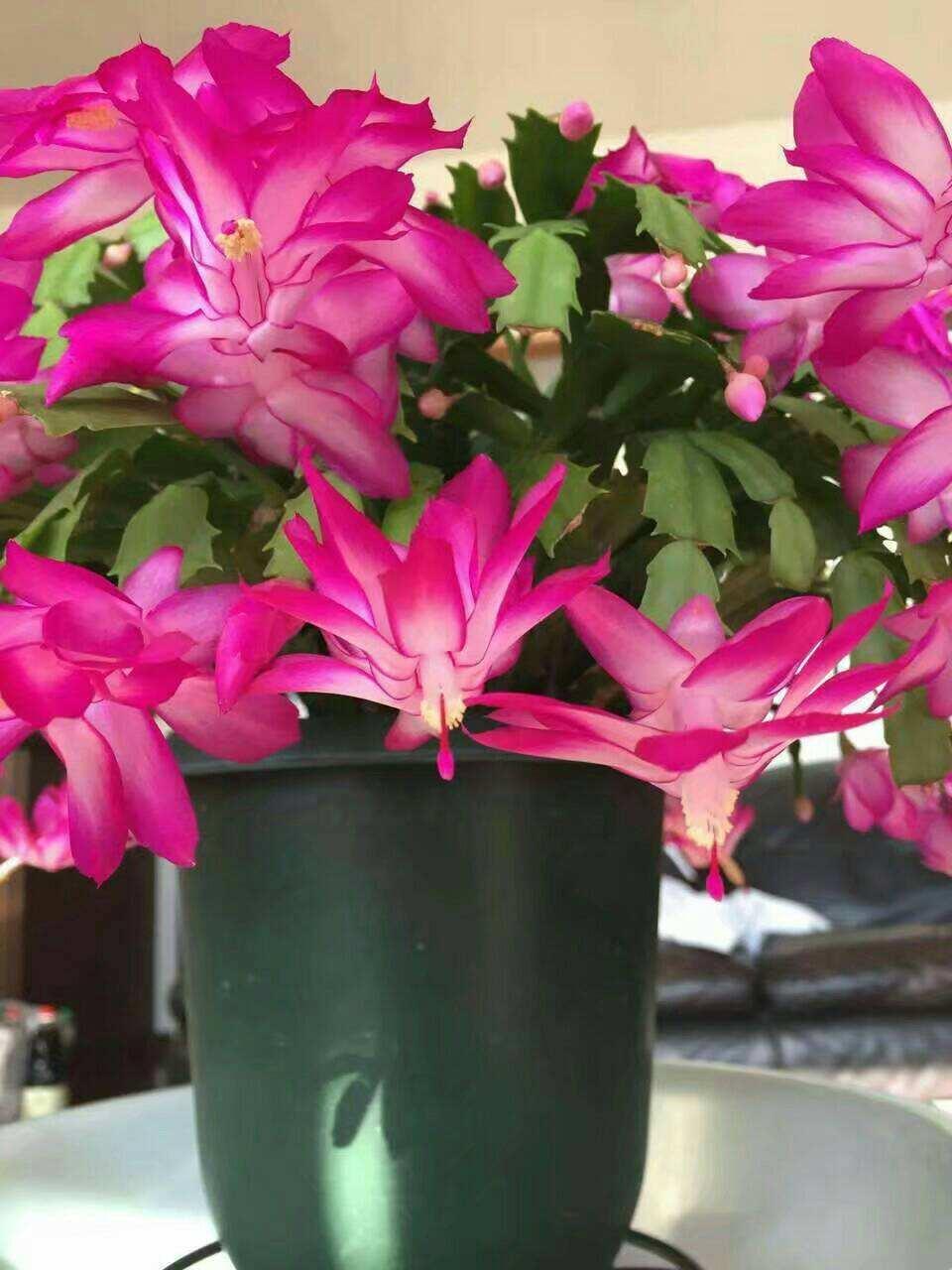 To grow flowers on the enclosed balcony, you need to "select carefully ...