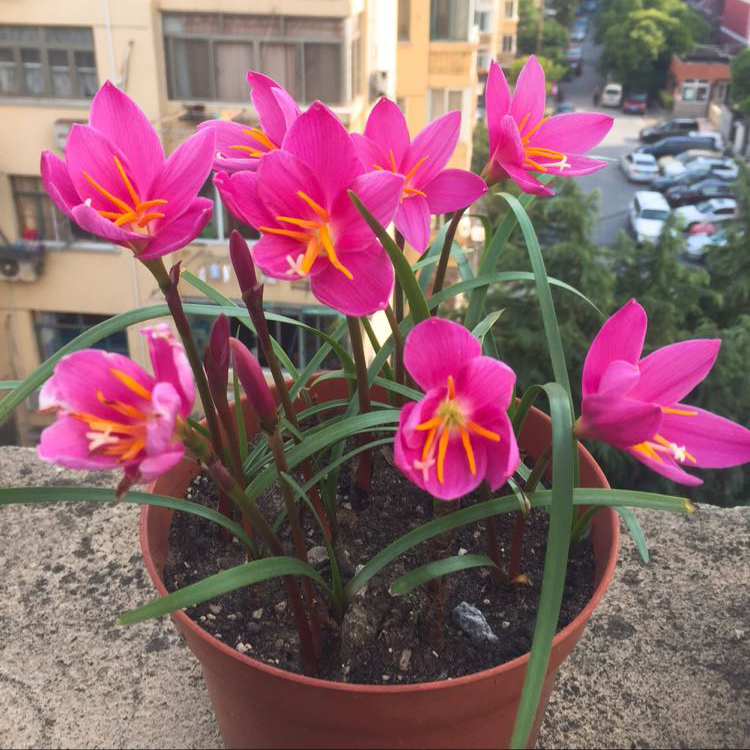 The name is tacky and the flower is good, and the flower that is ...