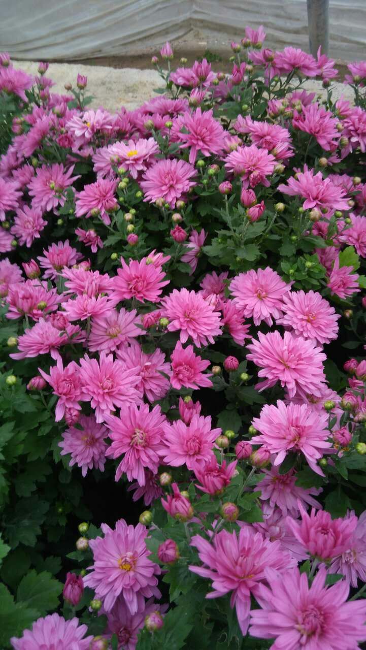 6 kinds of "old man flowers", beautiful and delicate fragrance ...