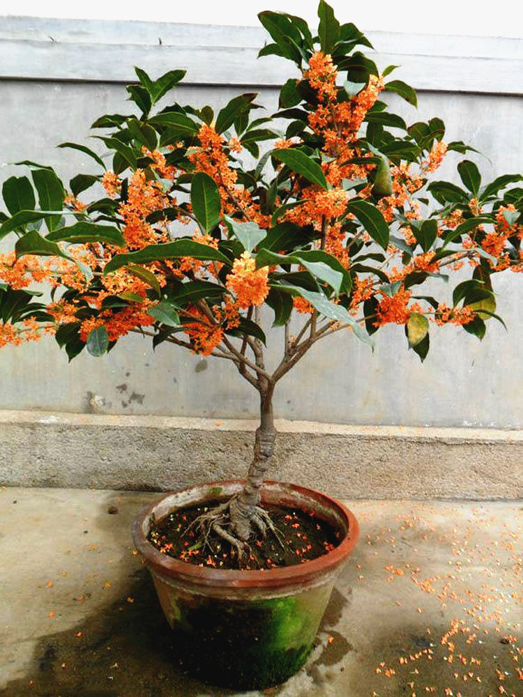 Three kinds of "auspicious flowers", the more they grow, the more ...