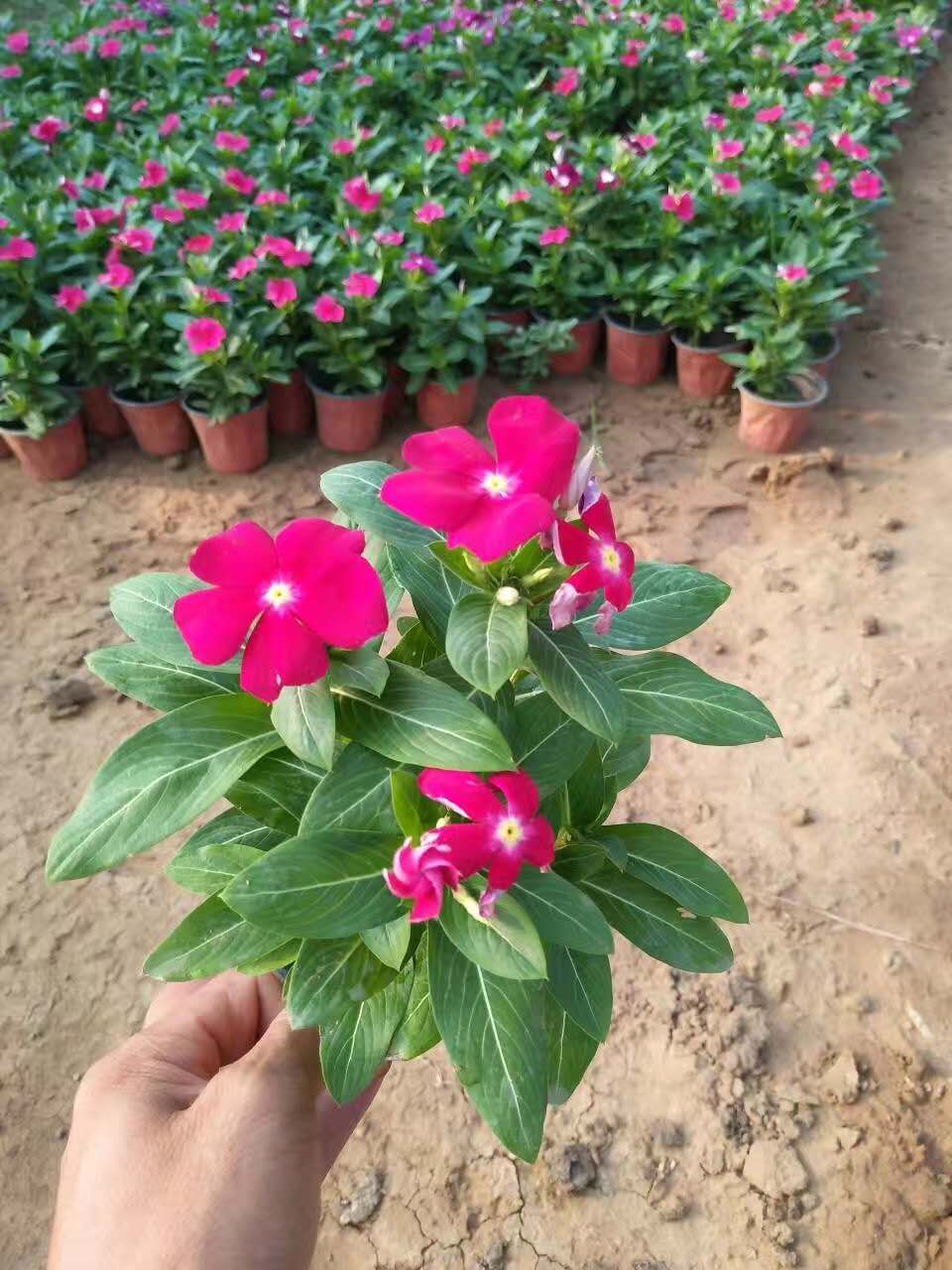 Raised a flower, bursting into a "lid of cubs", beautiful and easy to ...