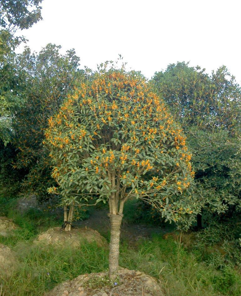 Three kinds of "auspicious flowers", the more they grow, the more ...