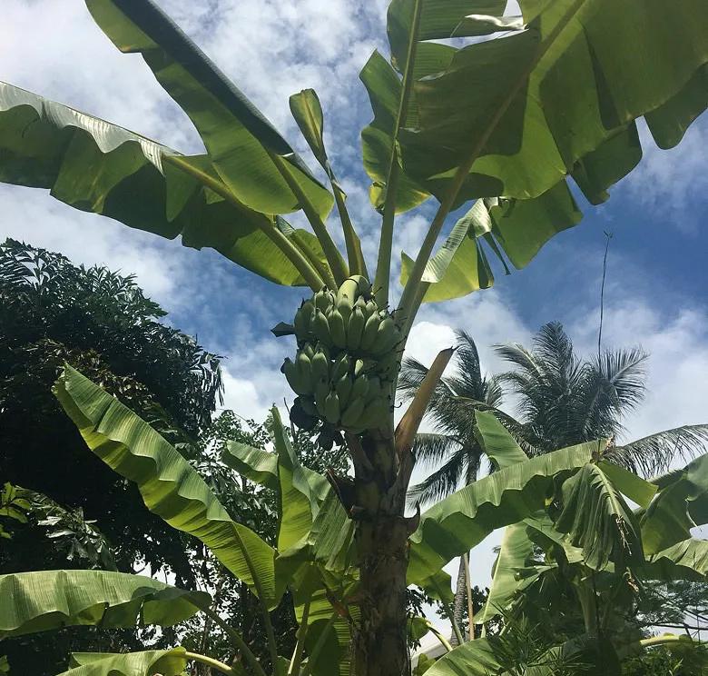 After living for 80,000 years, the largest life form on earth is dying ...