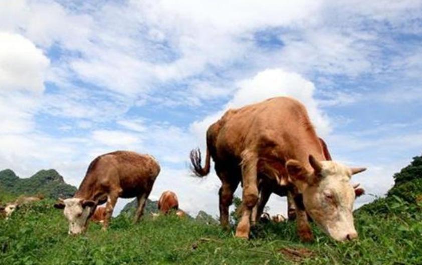 Country in the world who loves beef in the world: the number of cattle ...