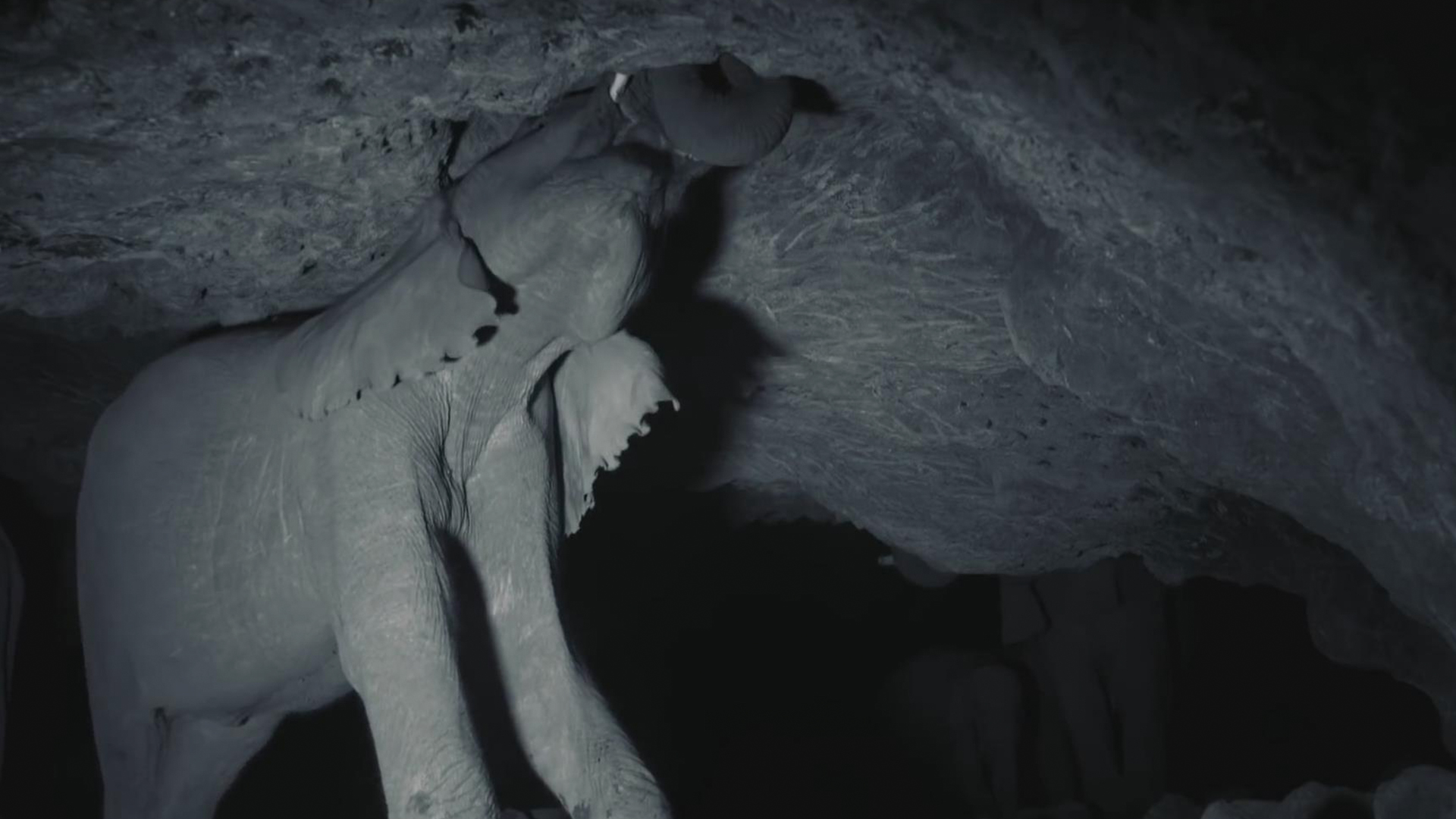 Why can't we feed the elephants with salt?After watching the elephant's ...