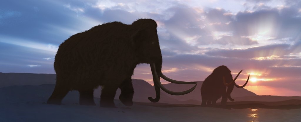 Can the mammoth be resurrected? Scientists have just successfully ...