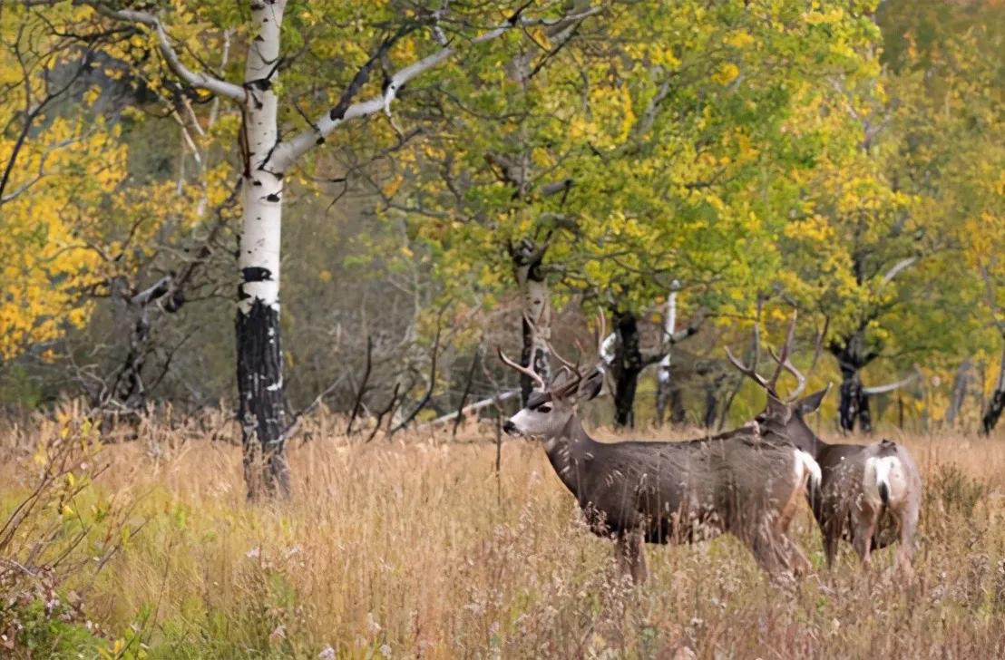 After living for 80,000 years, the largest life form on earth is dying ...