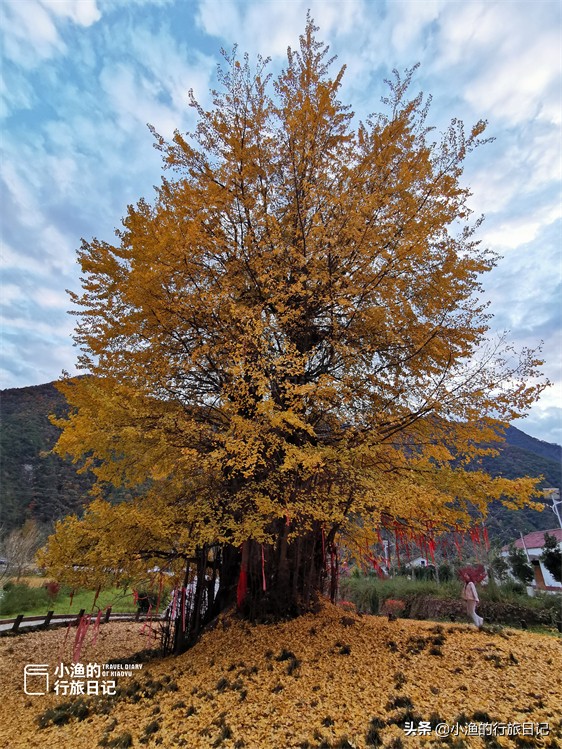 Deep in the Qinling Mountains, one of the oldest ginkgo trees in China ...