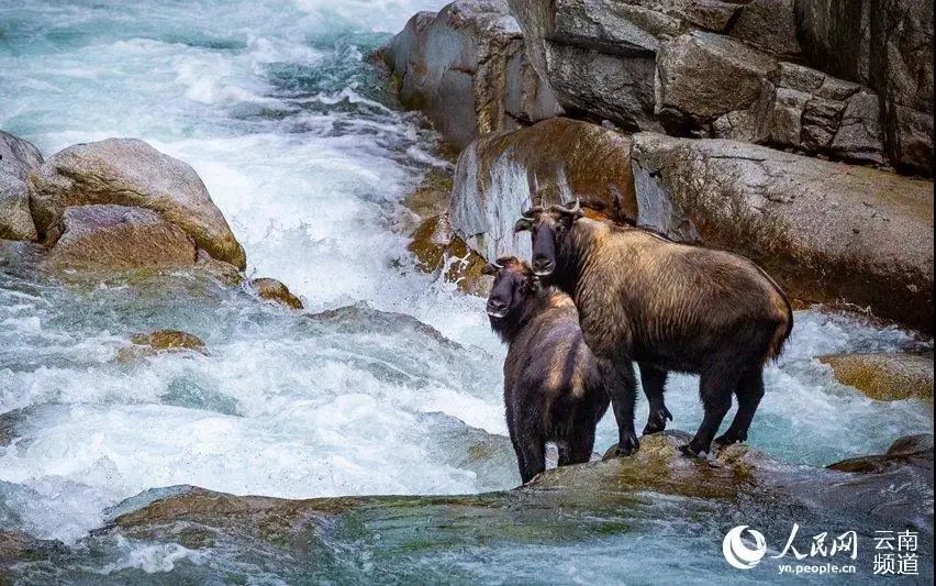 Secret Wilderness, do you know what magical species are under Gaoligong ...