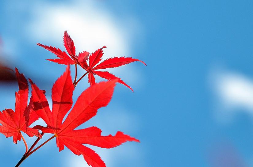 The red maple leaf in front of the lonely door, 12 poems about maple ...
