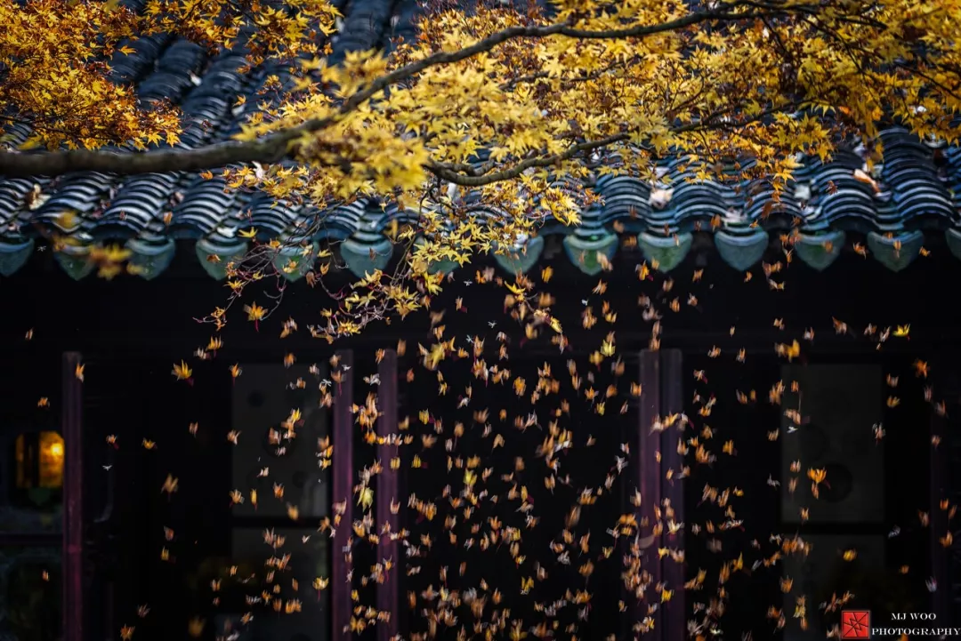 In autumn, Suzhou becomes Gusu - iNEWS