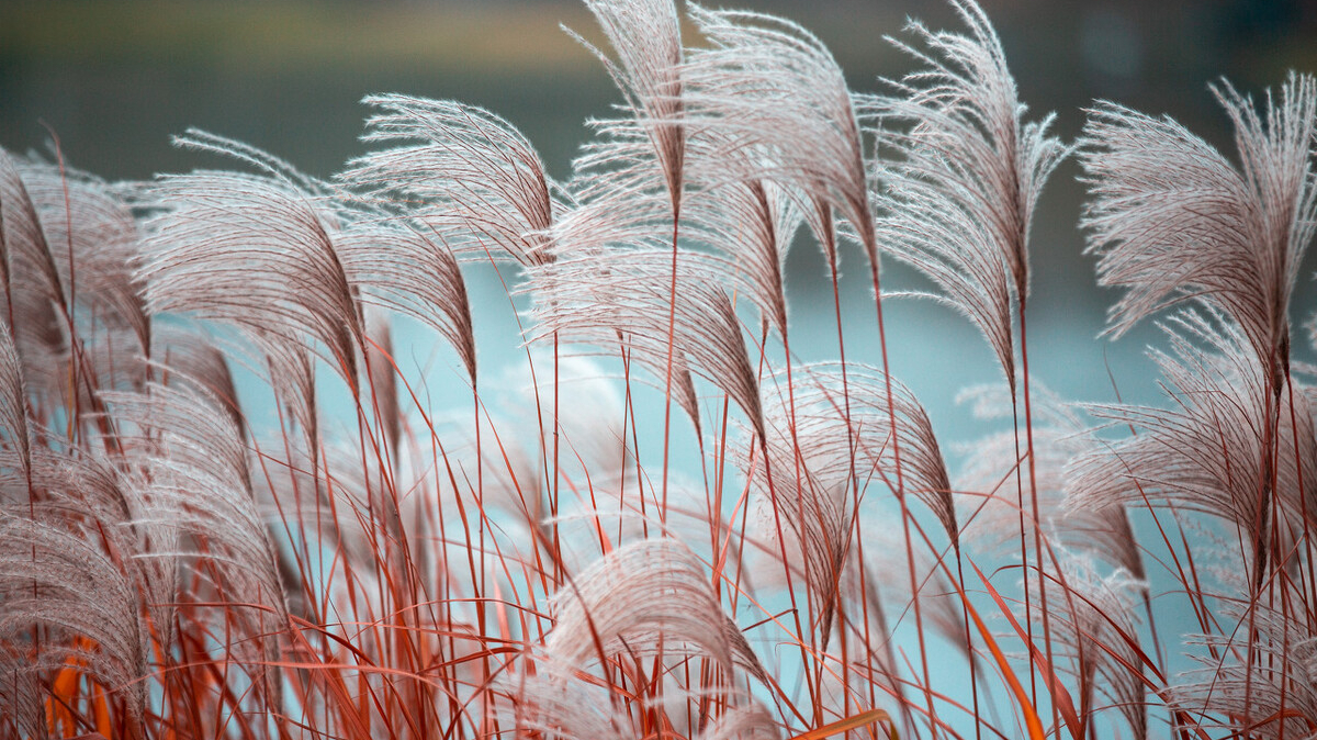 The reed flowers are thousands of hectares and the water is faint, and ...