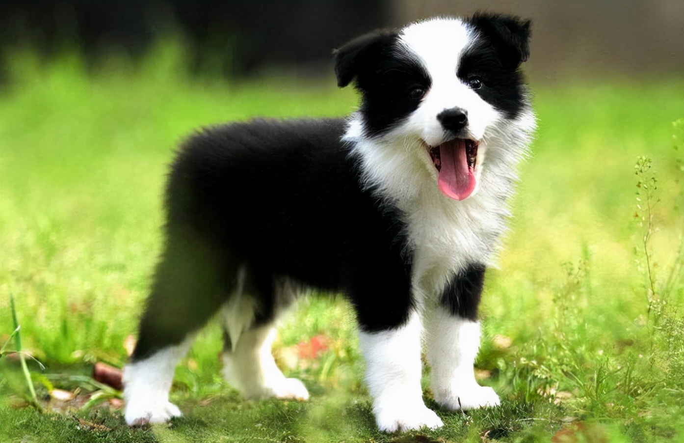 What is a good dog?Dog breeds with these characteristics are good dogs ...