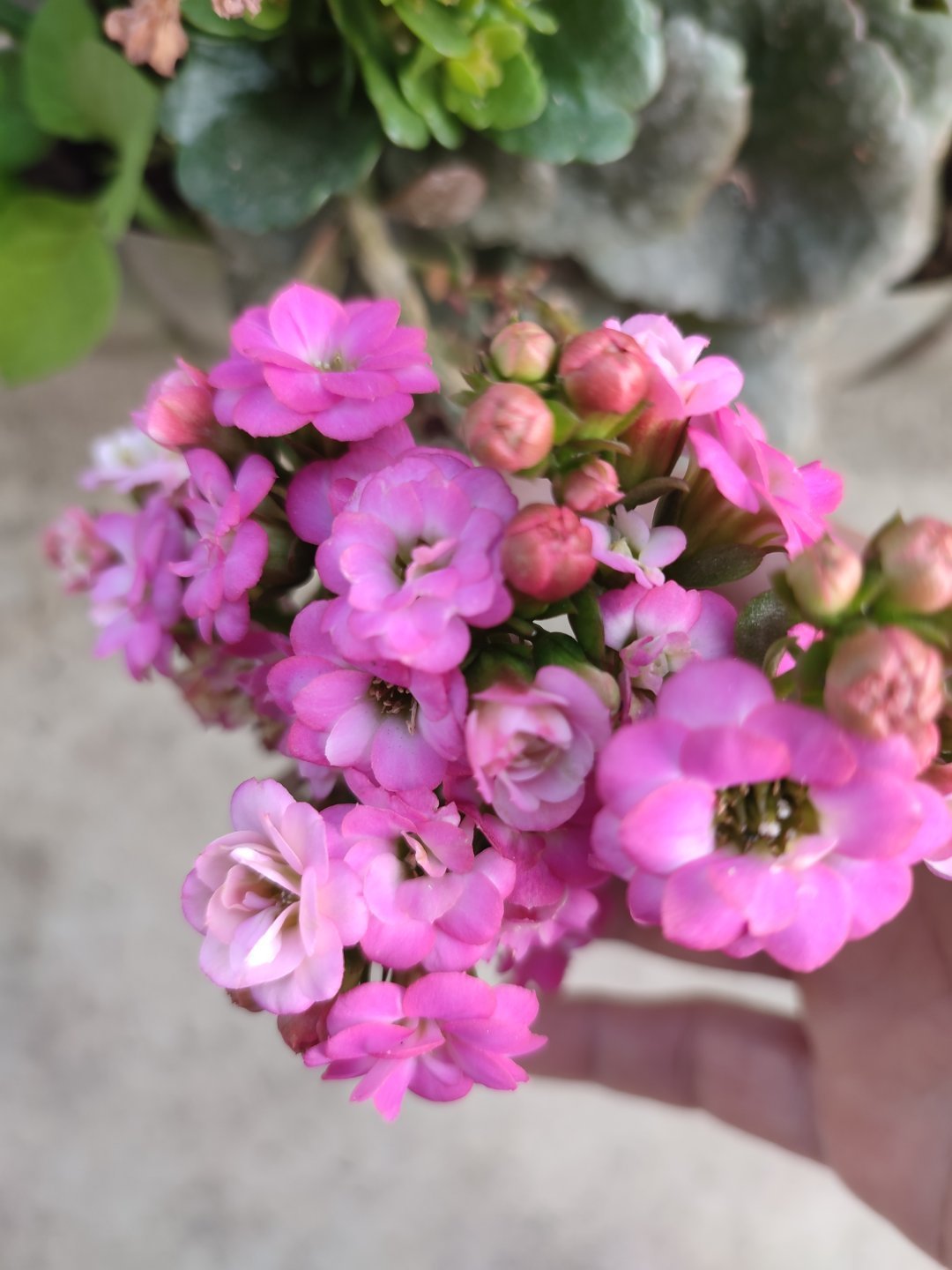 The longevity flower is slow to re-flower, the "three actions" abuse ...