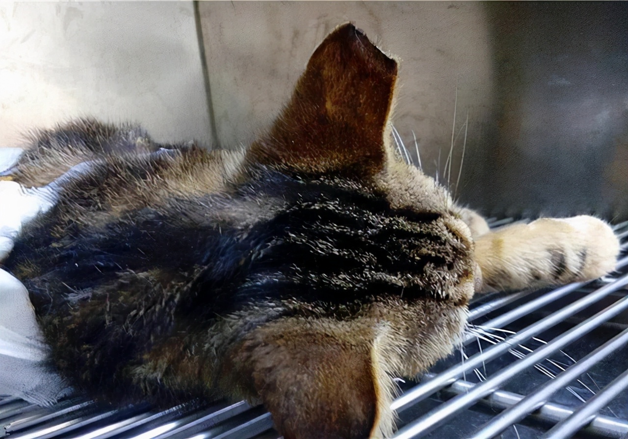 Why do some stray cats have their ears cut off?Don't think it's abuse ...