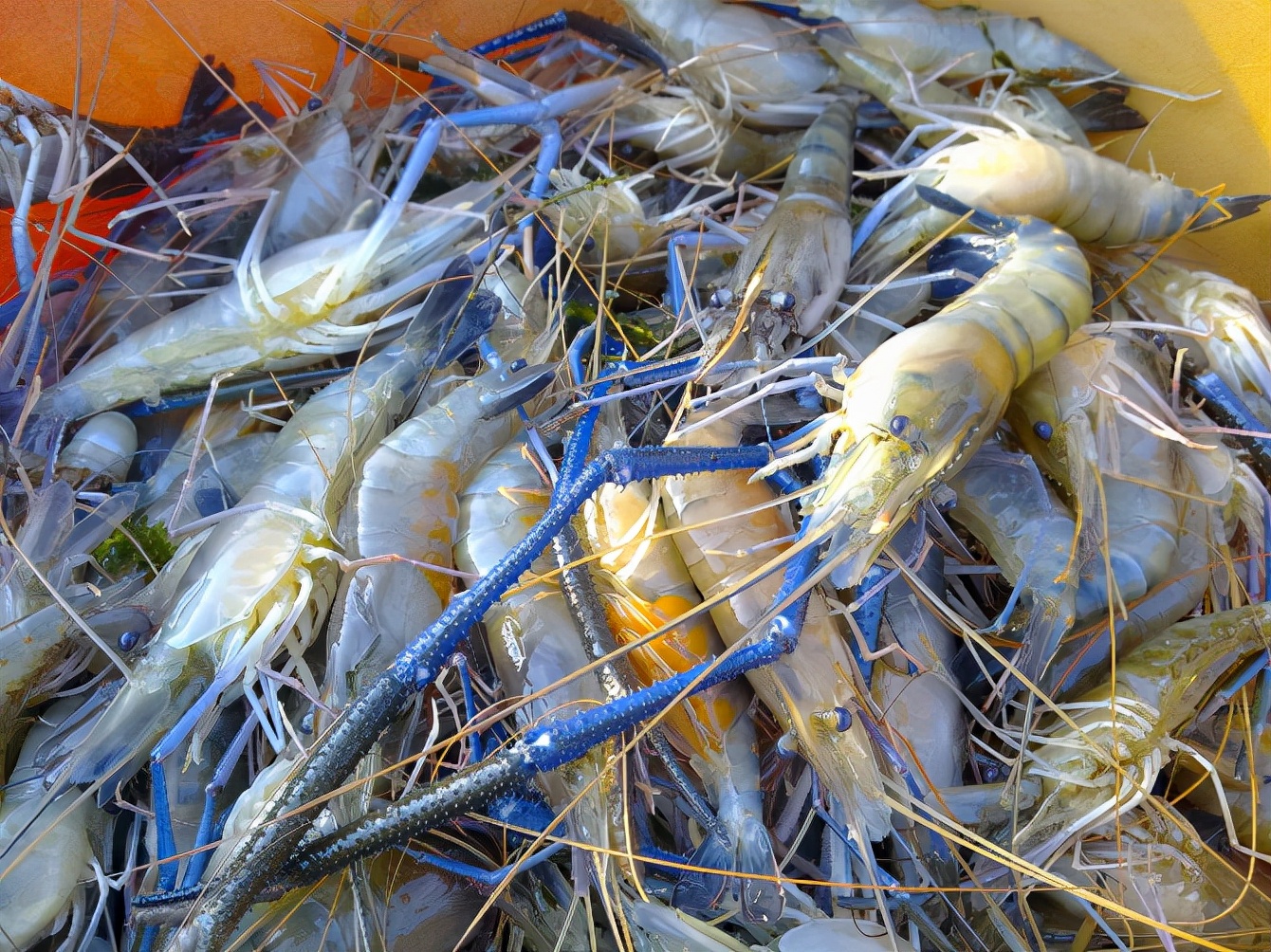 Do you know what the world's largest freshwater prawn is? - iNEWS