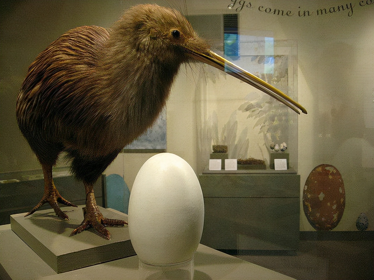 The egg lay is 1/3 of its own body weight, and it is called a national ...