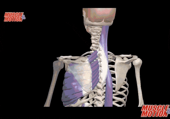 Analysis of "External Oblique Muscle" of Myogenic Low Back Pain (3) - iNEWS