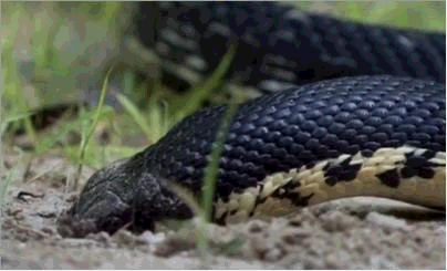 The charming little cutie in the snake world-the pig-nosed snake, the ...