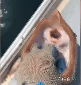 American fishermen tickle the stingray, the fish shows a smile, but it ...