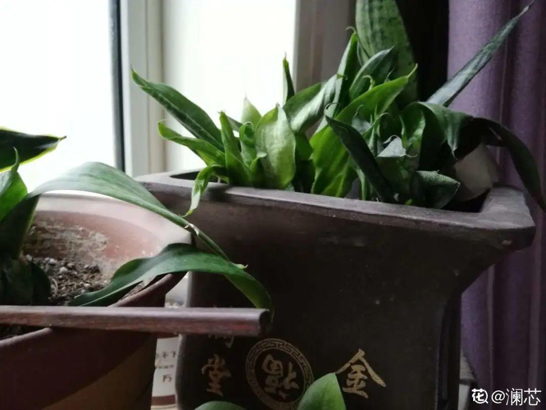Below 5 degrees, 6 kinds of flowers can live without watering all ...