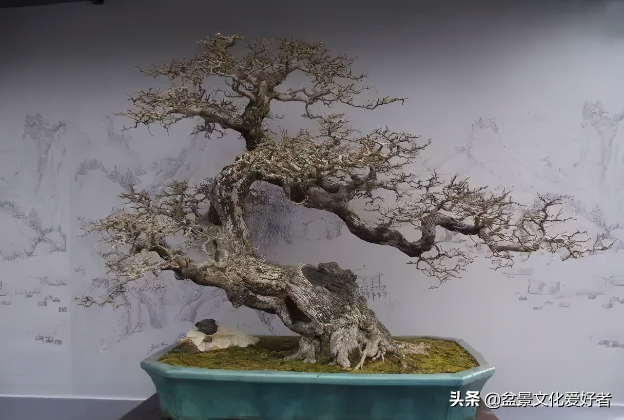 The use of floating branches in bonsai - iNEWS