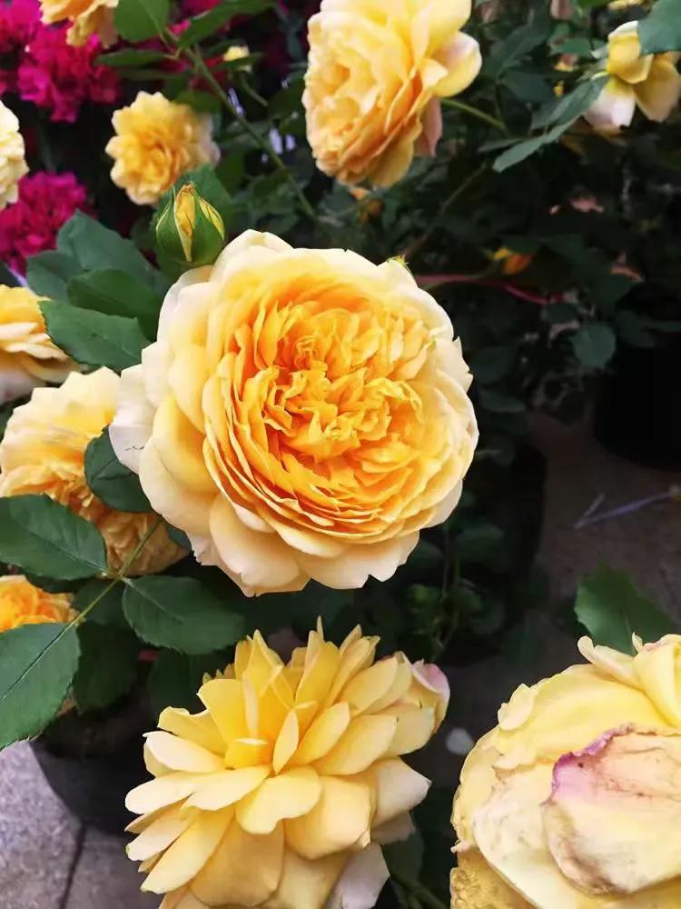 Family Rose Variety Selection - iNEWS