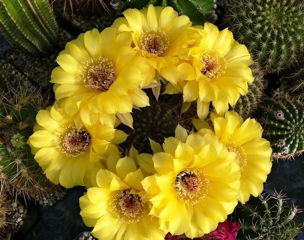 The cactus has a knack for urging flowers. Leave some water in these ...