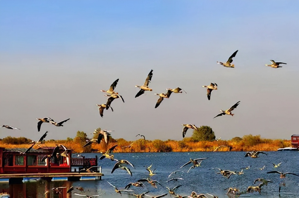 The new face of the Yellow River Beach, a large number of birds choose ...