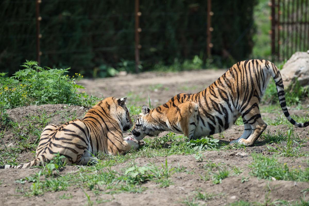 Can the South China Tiger rewild?20 South China tigers have the ability ...