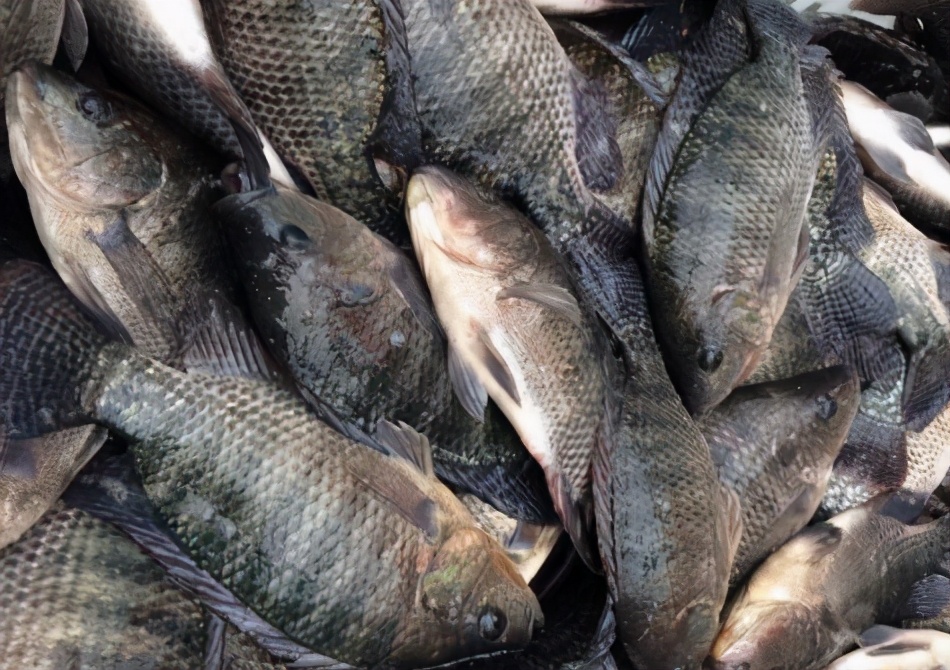 The meat is more thorny, comparable to salmon, loved by the Japanese ...