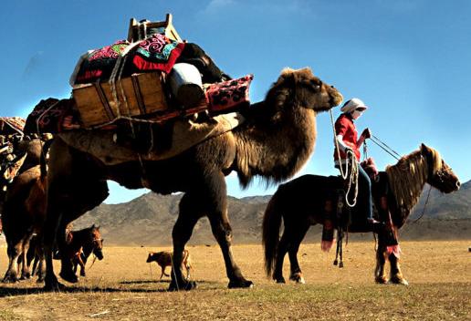 "A lean camel is bigger than a horse", but a million-dollar tall horse ...