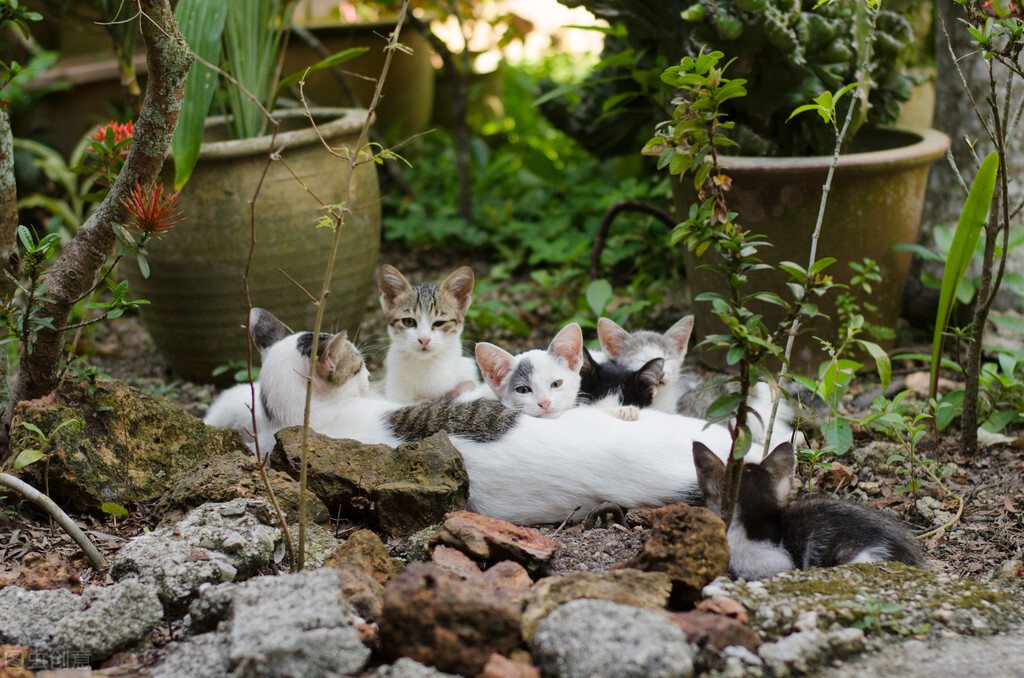 Why do cats have night gatherings?If you have a meeting in a group, you ...