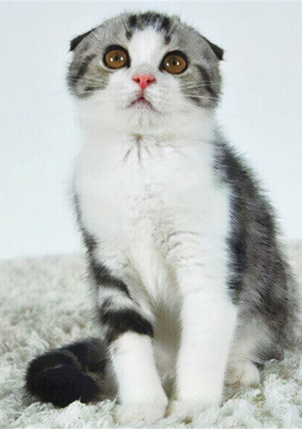 Do you know Highland Fold Cat? - iNEWS