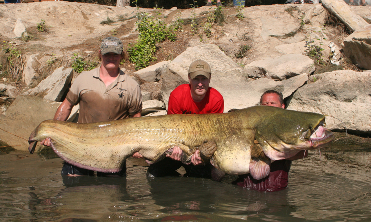 Indian catfish are overwhelming and cannot be killed or eaten. They ...