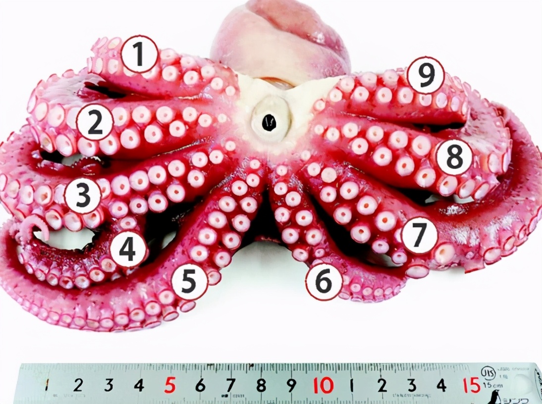 9-legged octopus spotted off the coast of Japan! Experts bluntly ...
