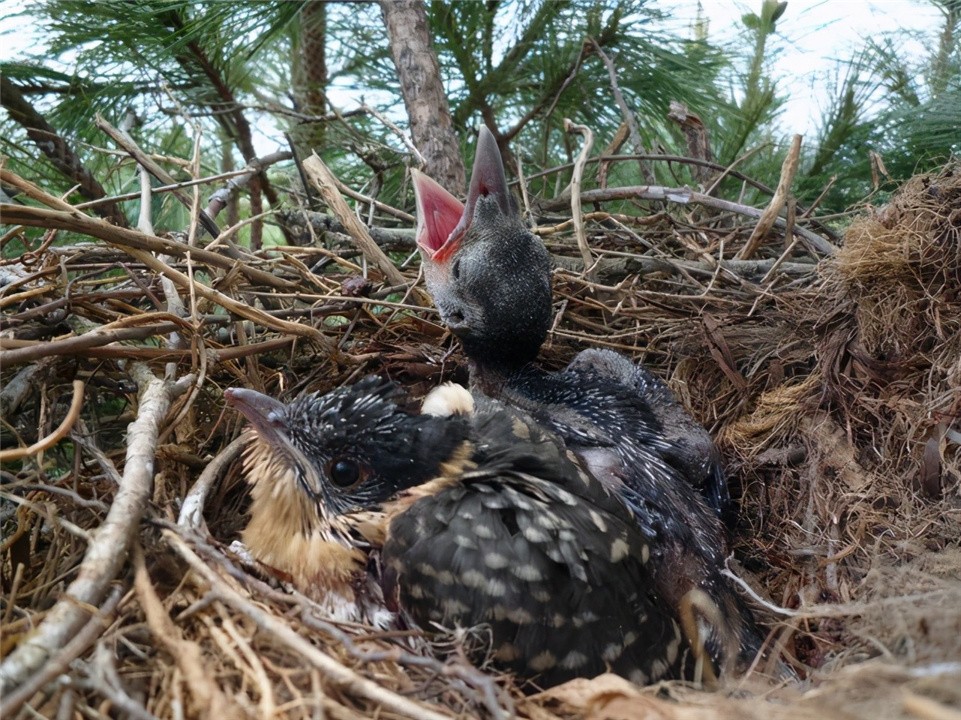 The cuckoo lays its eggs in other bird's nests. How do other birds react when they find their ...