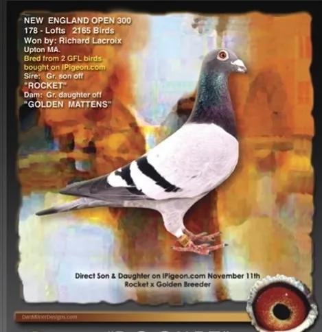 Ganus pigeon breed - iNEWS