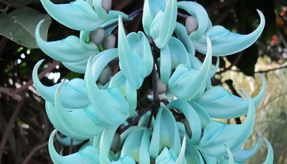 10 kinds of the most mysterious flowers, in the flower market, you can ...