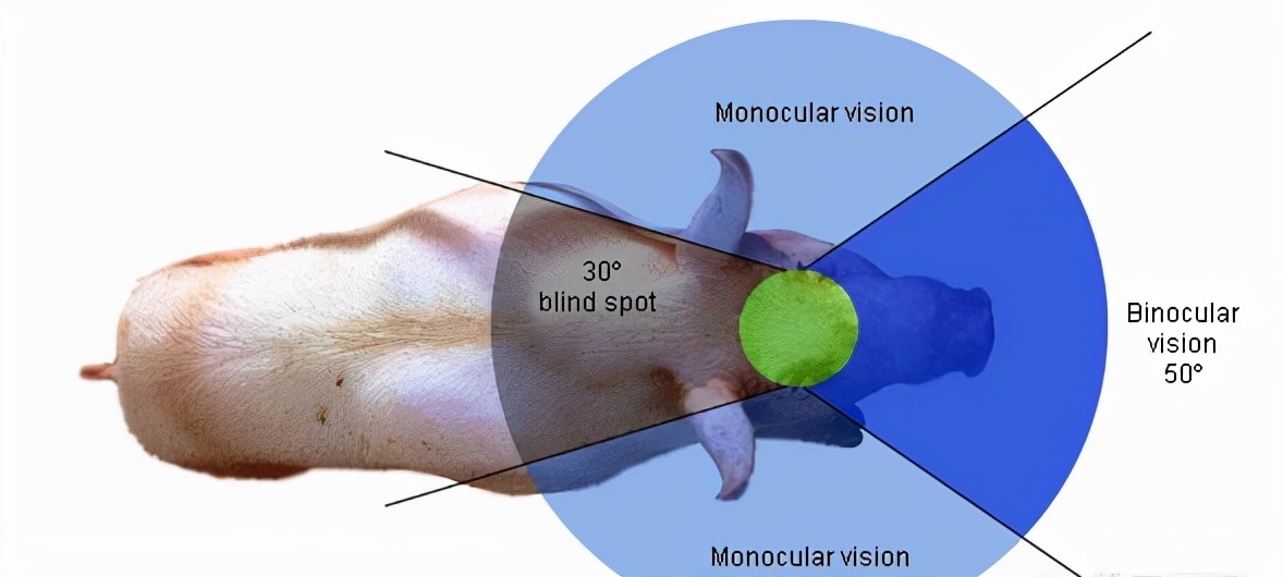 Are humans really weak compared to large wild animals?Humans have also ...