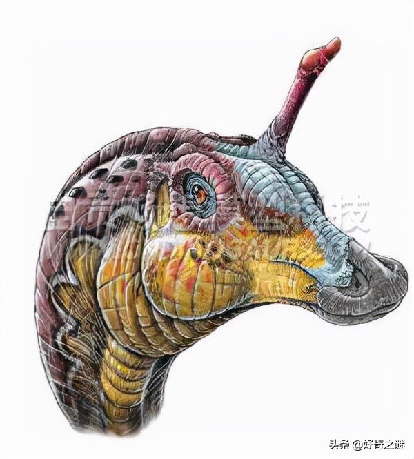 What is the function of the hadrosaur's crest? - iNEWS