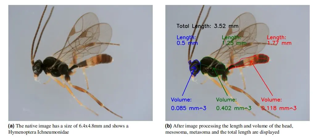 Artificial intelligence assists scientists in classifying insects and ...