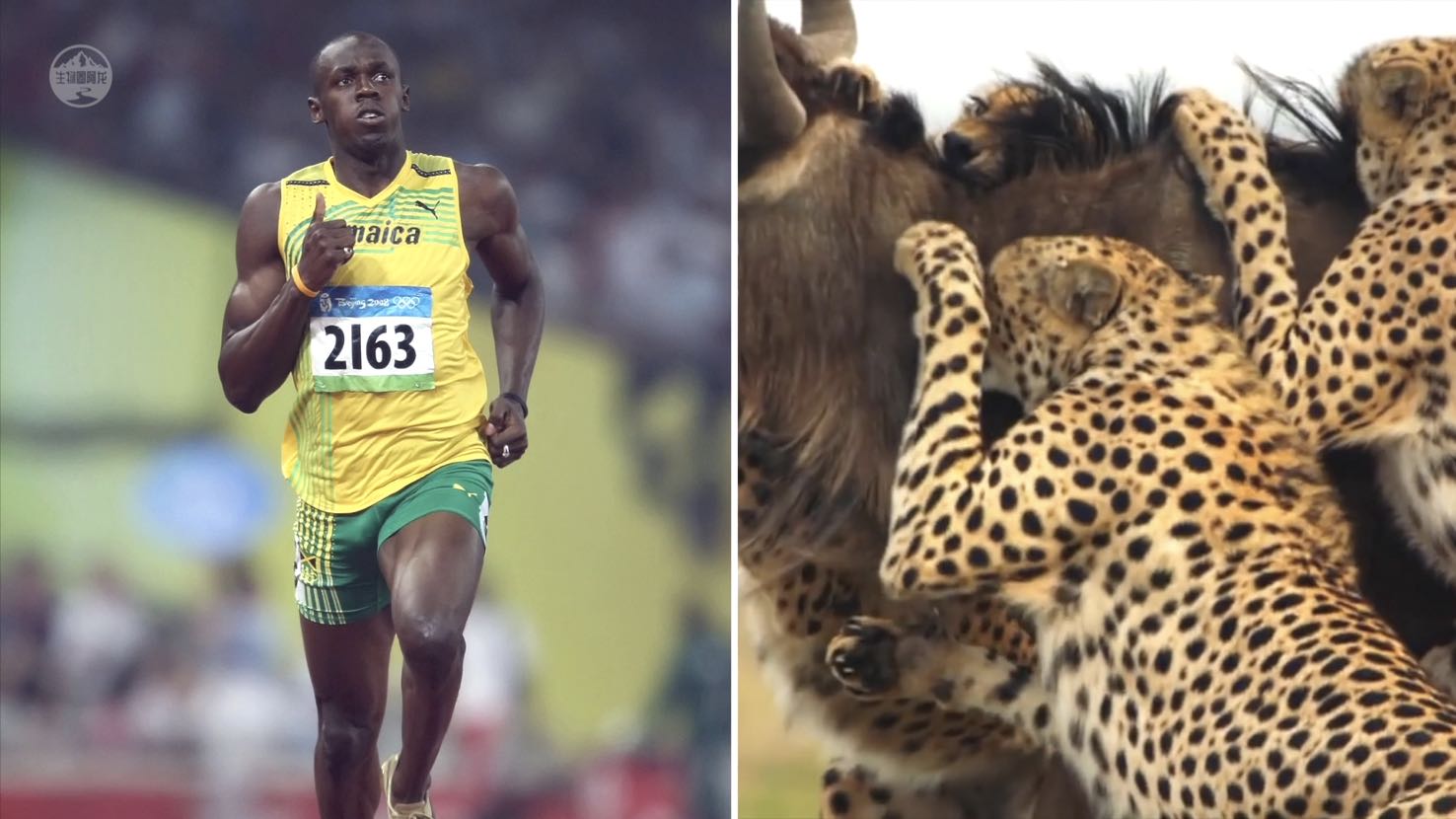 Cheetah: The fastest predator on the surface, but the surface scenery ...