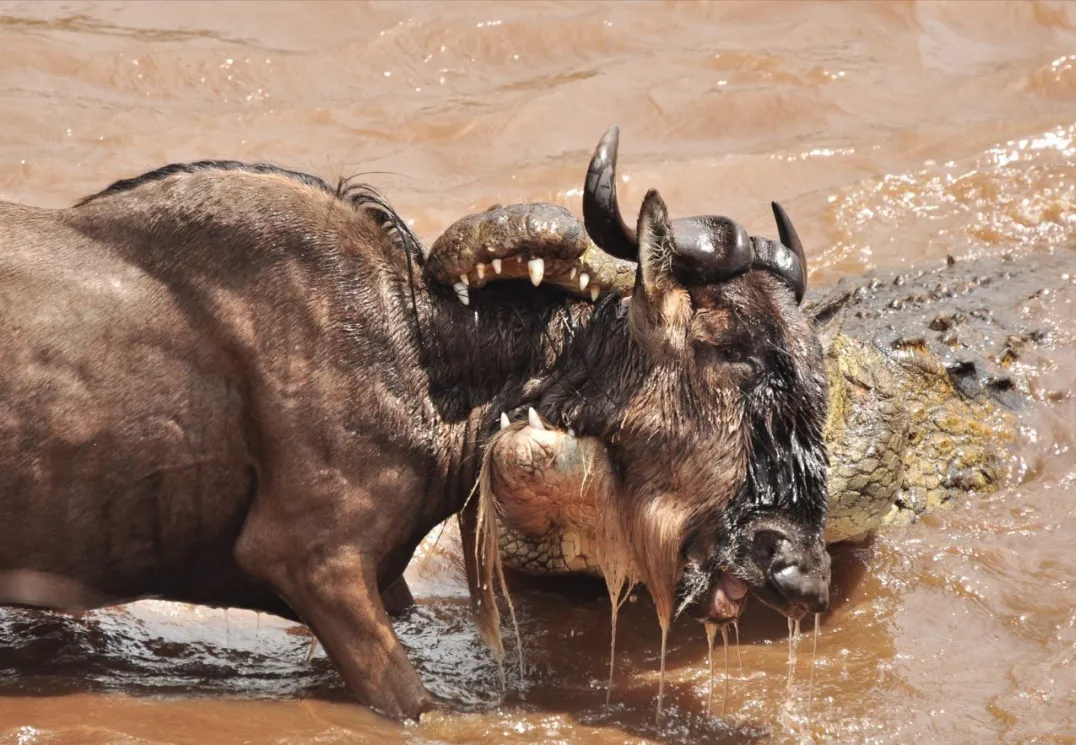 The animal's predation was tragically captured, and the animal world ...