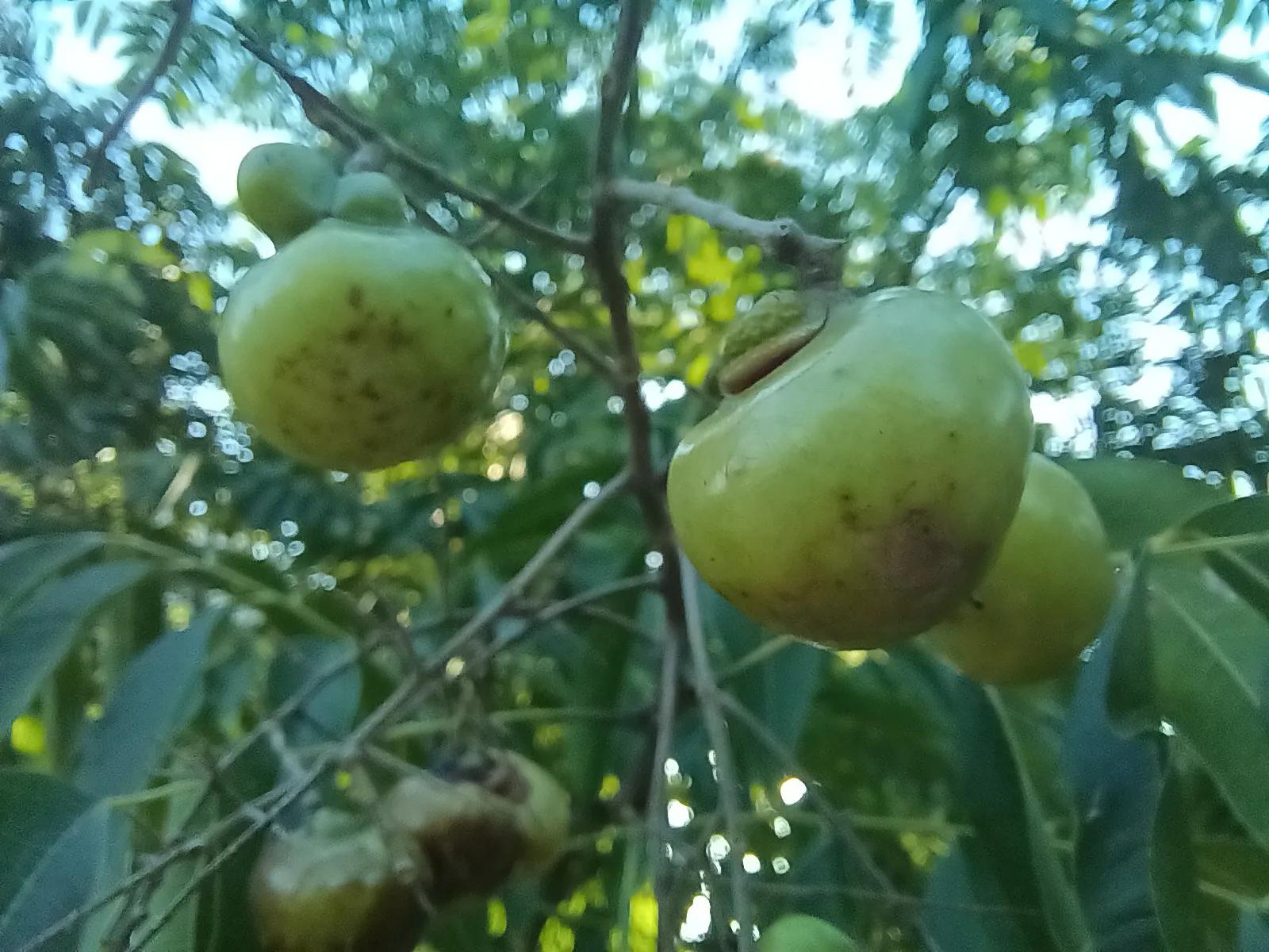 Naturally different (2) Sapindus tree - iNEWS