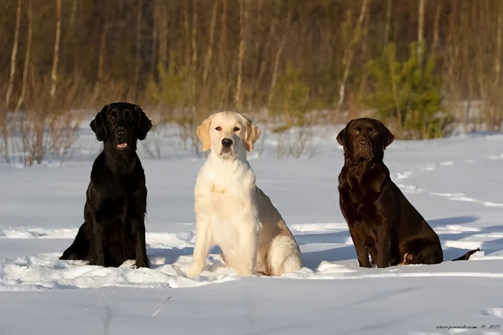 The 5 most greedy dogs, did I keep a dog or a pig? - iNEWS