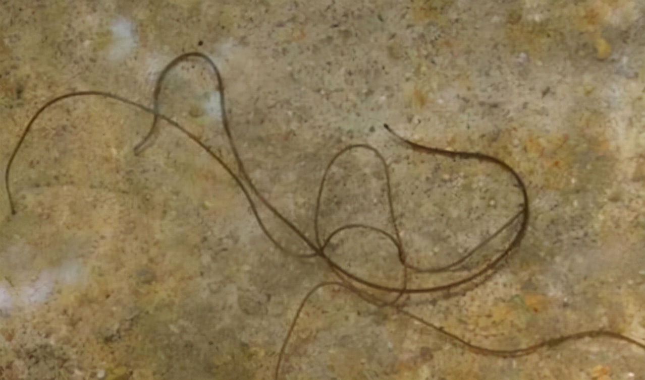 Is iron worm really that scary? - iNEWS