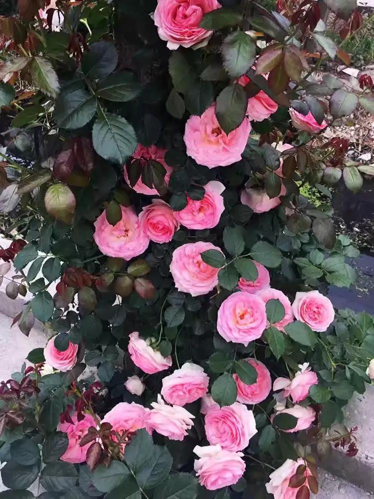Family Rose Variety Selection - iNEWS