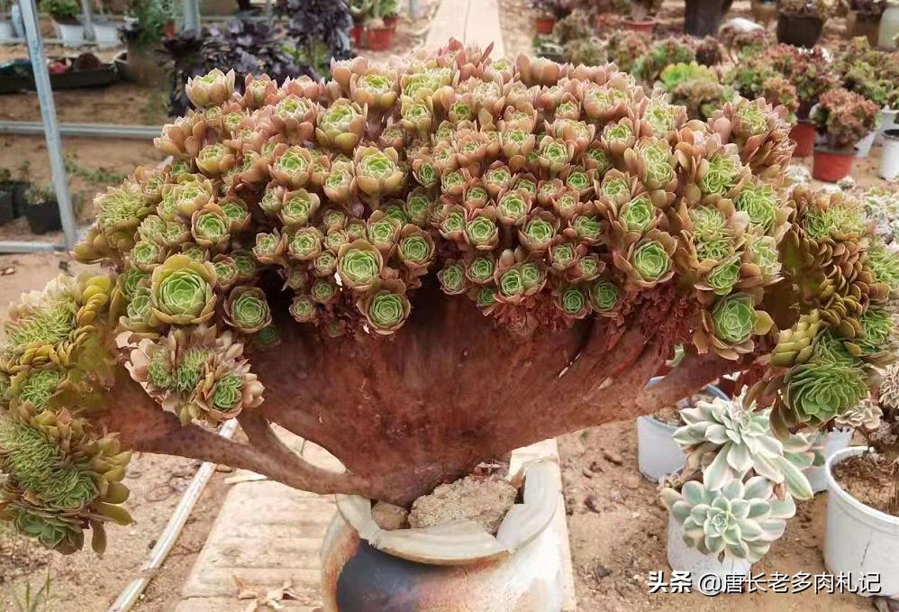 Autumn is here, and it's already on the agenda to change the pots for ...