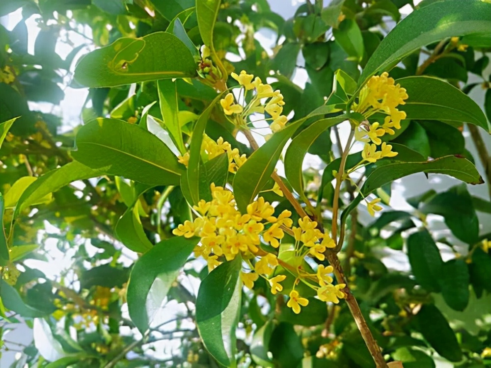 Potted osmanthus tree cuttings can live, and cutting methods can be ...